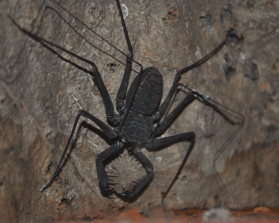 ZOOTOGRAFIANDO (6.096 ANIMALS): AMBLIPIGIO NOCTURNO TROPICAL (Phrynus ...