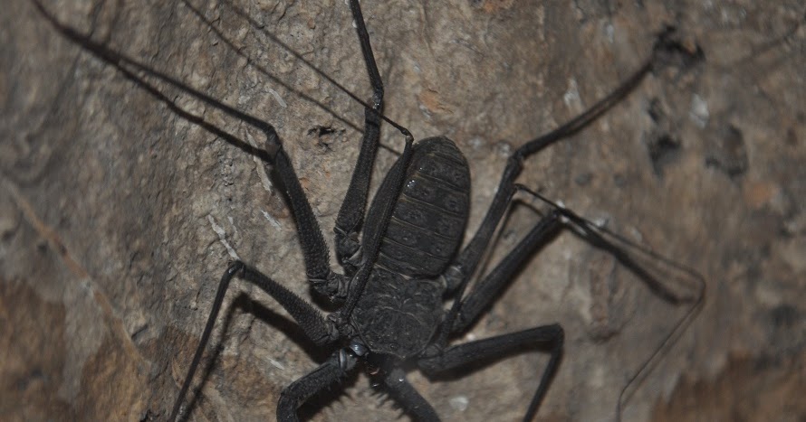 ZOOTOGRAFIANDO (6.096 ANIMALS): AMBLIPIGIO NOCTURNO TROPICAL (Phrynus ...