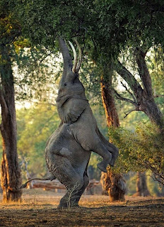 Blog do Edu Ambiental: Elefante