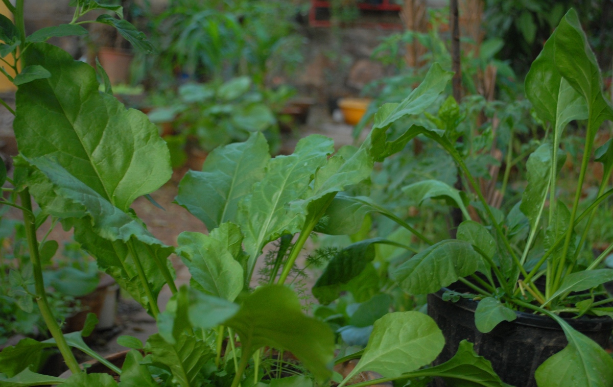 My little green patch: Pleasures of growing palak...