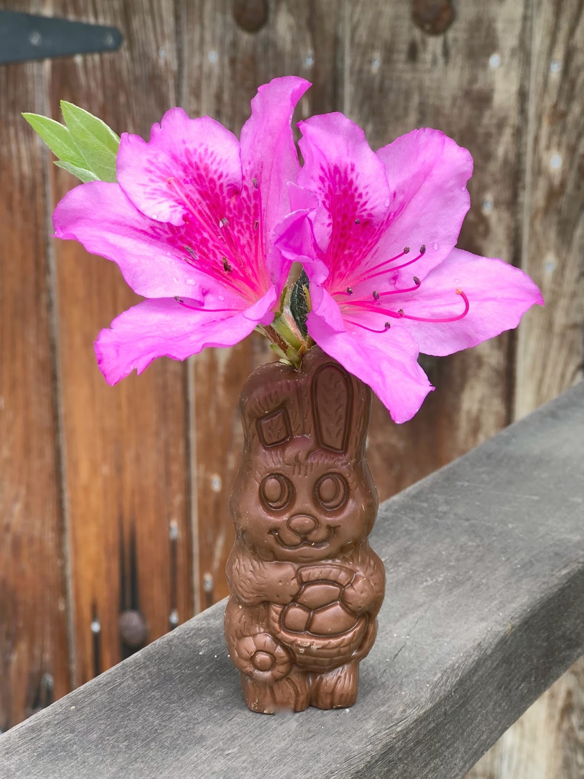 Jac o' lyn Murphy: 5+ Festive ways to use Chocolate Rabbits for Easter