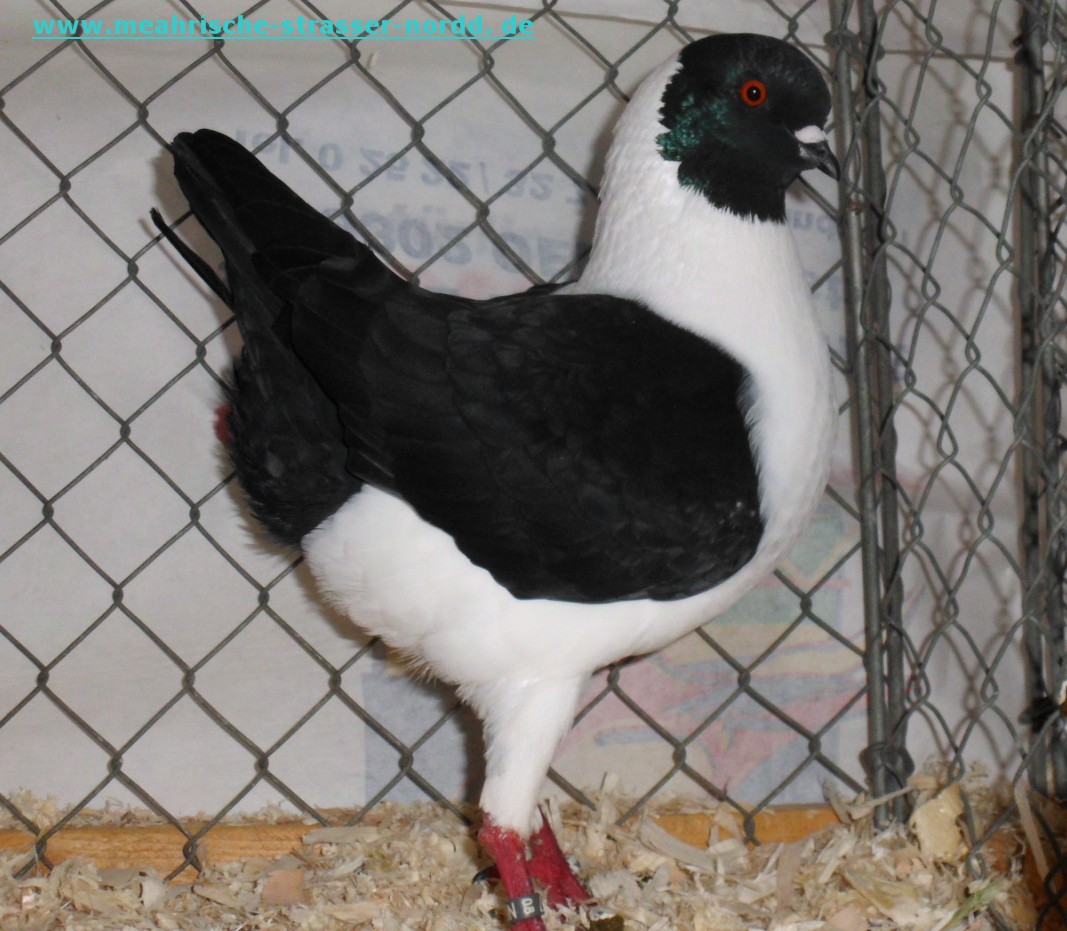 German Modena pigeons ( Deutscher Modeneser ) - Pigeons fall