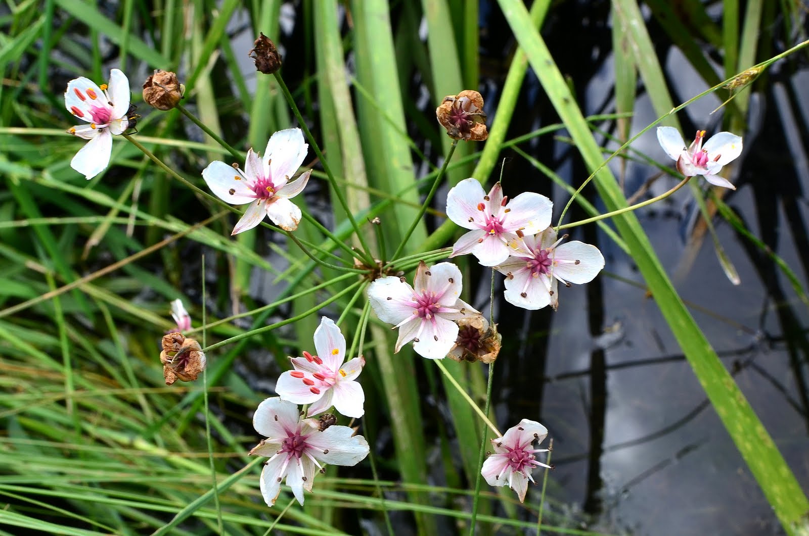 ALMANAQUE NATURAL: El Junco Florido