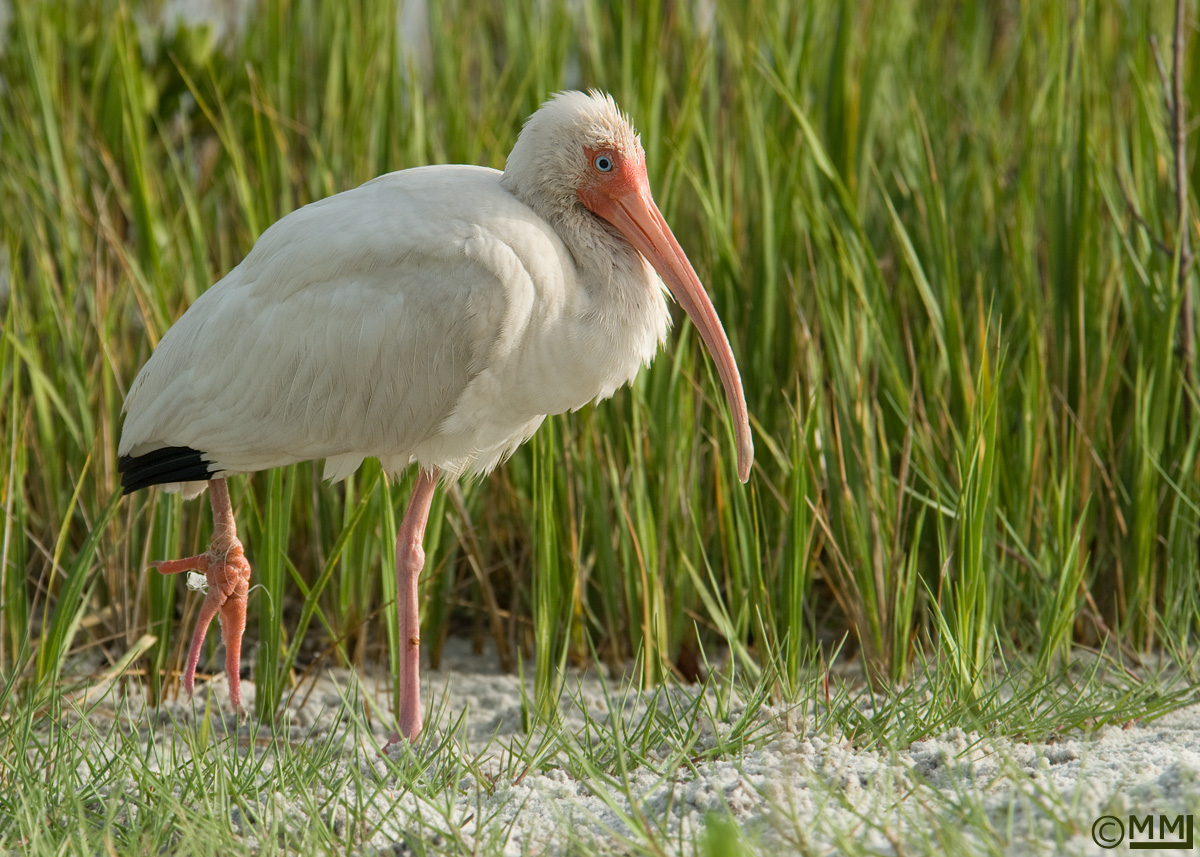 Birding Is Fun!: The Dangers of Fishing Line and Hooks for Birds and ...
