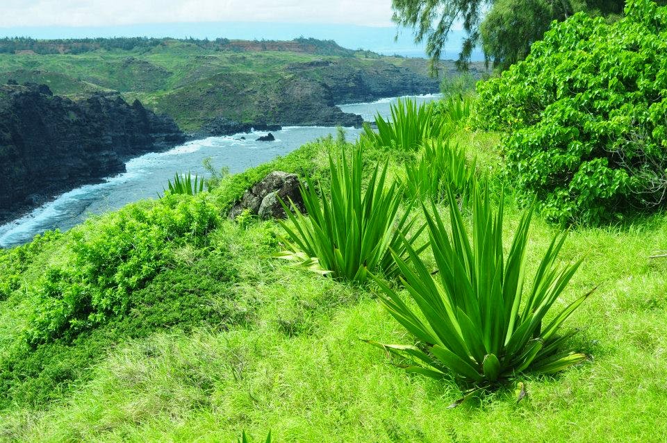 Green Architectural Design: Developing high standard, affordable ...