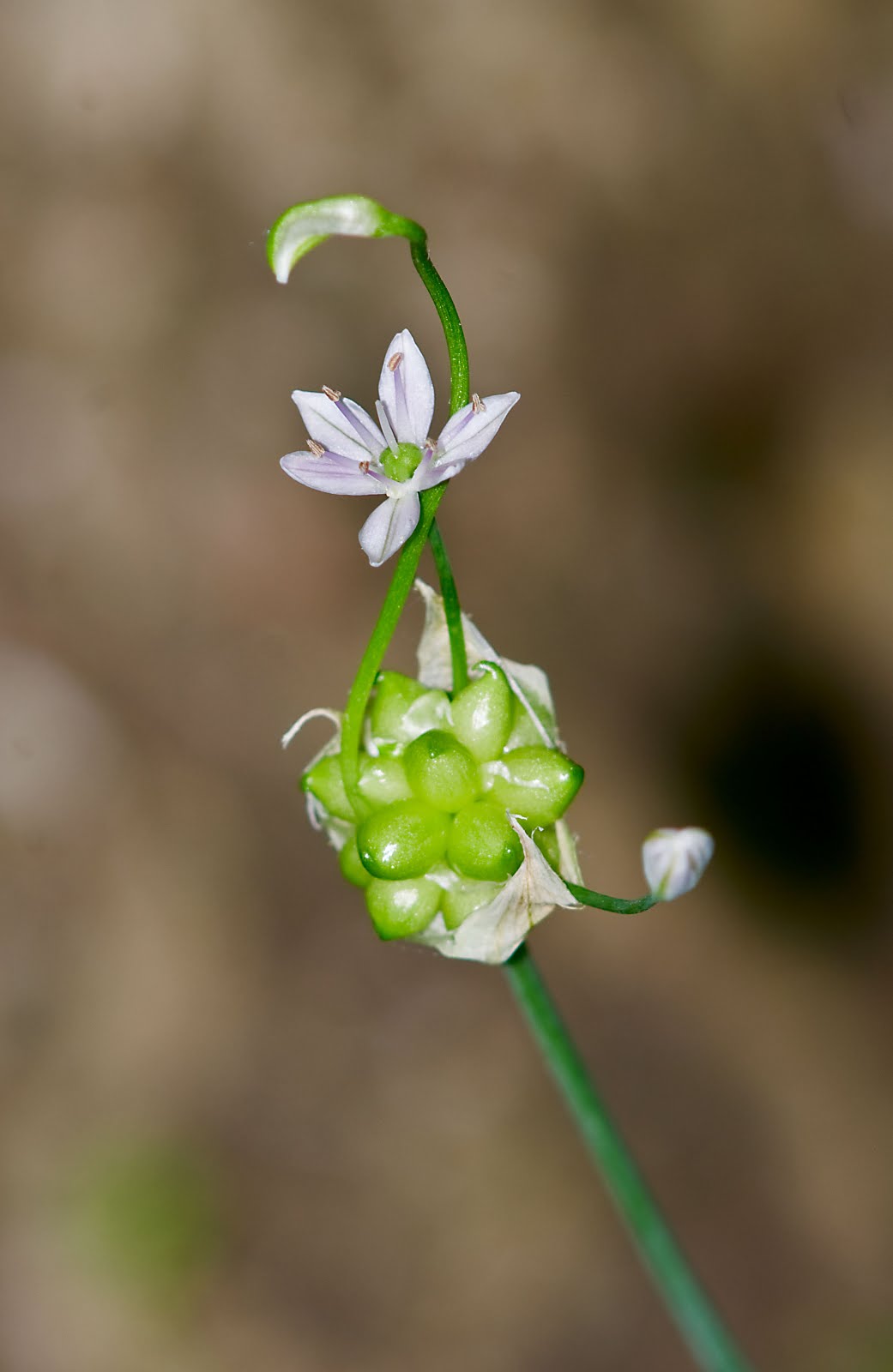 Indiana Plant A Day: Meadow Garlic