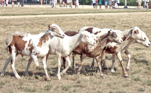 Pelibuey Sheep | ROYS FARM
