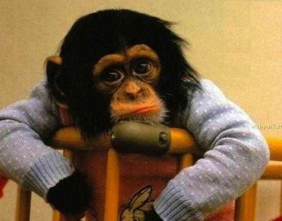 Reflexiones de una estudiante budista: El segundo simio y las bananas.