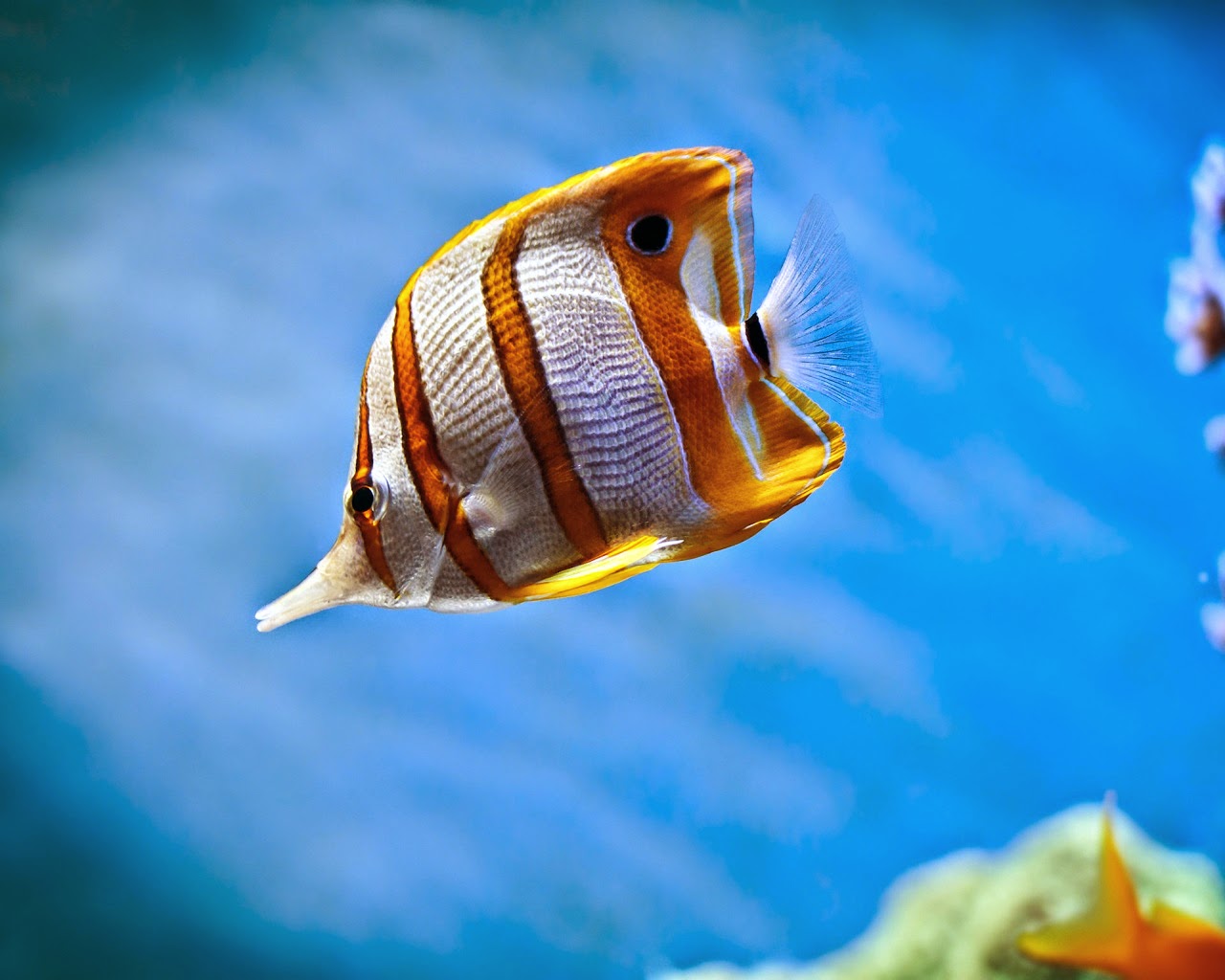 BUTTERFLYFISH photos - wallpapers | the fun bank