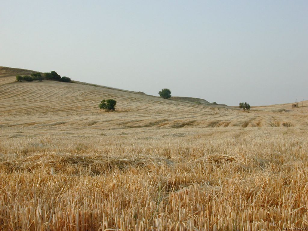 ¿QUÉ HACER CON LA CIZAÑA? | Bienvenido