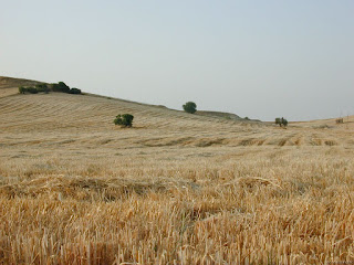 ¿QUÉ HACER CON LA CIZAÑA? | Bienvenido