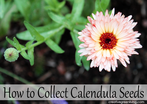 Gardening 101: How to Collect Calendula Seeds | Creative Green Living