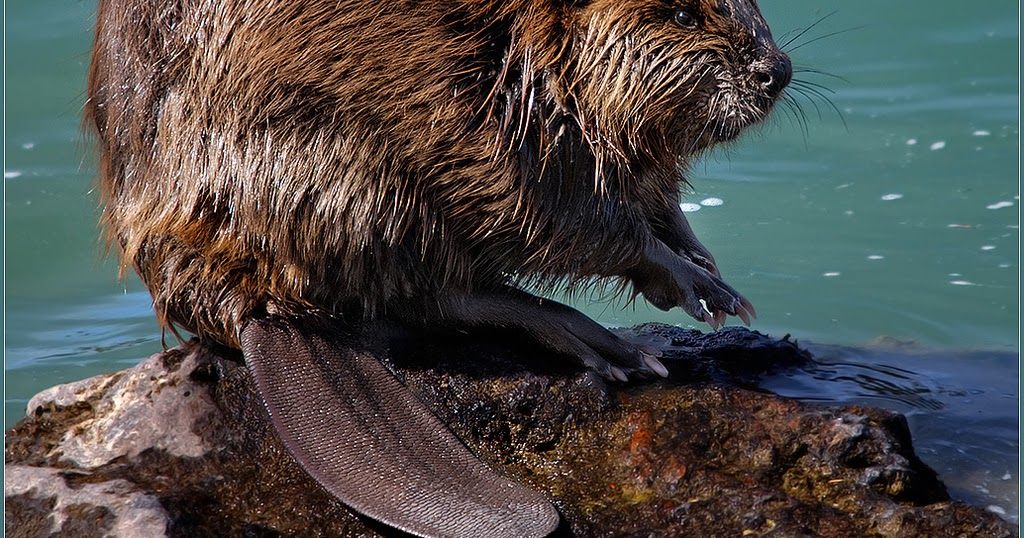 Tyrconnell Heritage Society: Fun Fact Fridays #7 - Bye, Bye Beavers 🐾