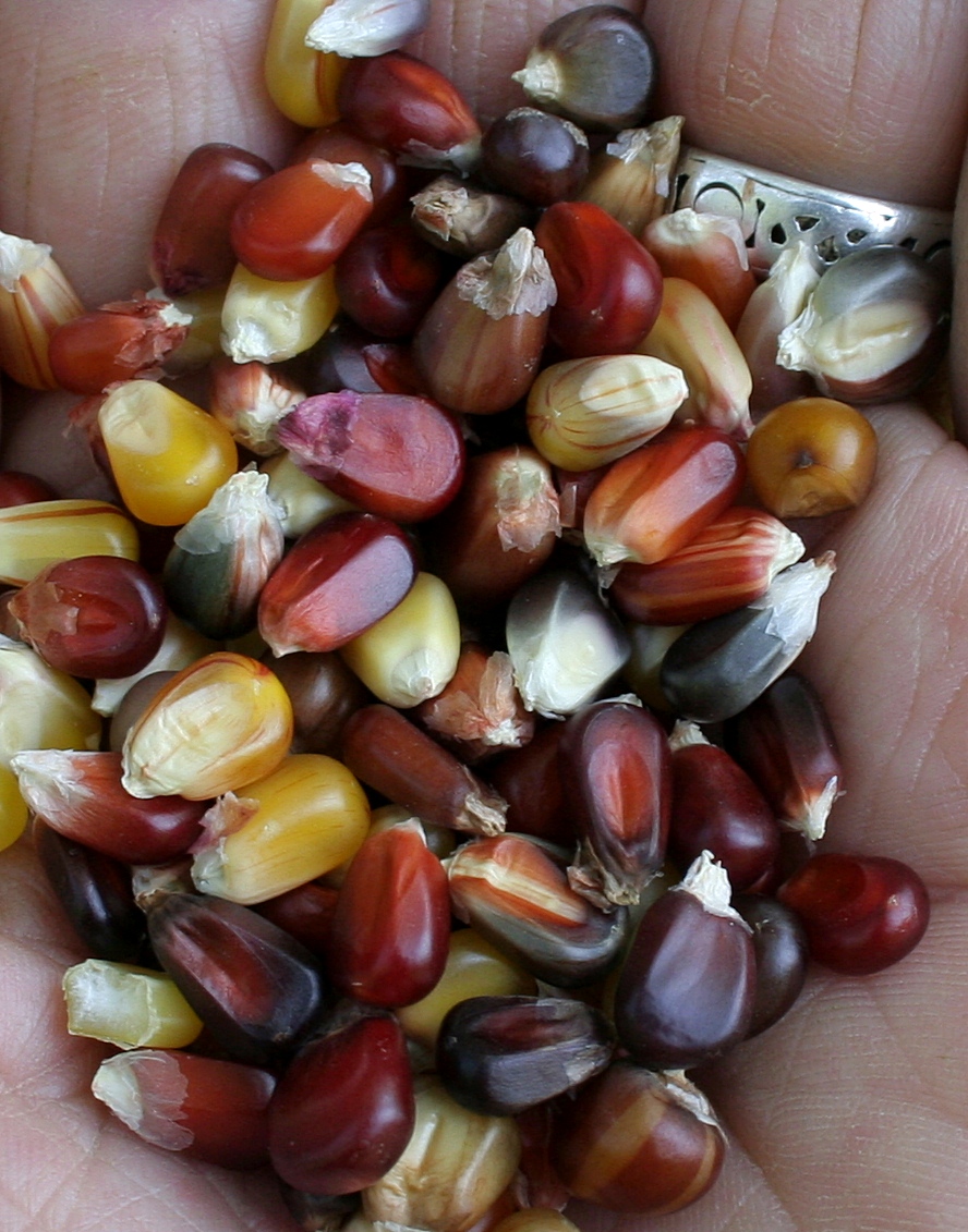 Inside My Secret Garden...Day-to-Day Living at Cairnwood Cottage