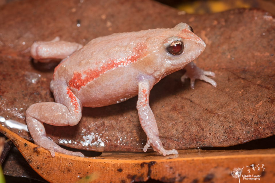 South-east Queensland's secret frog