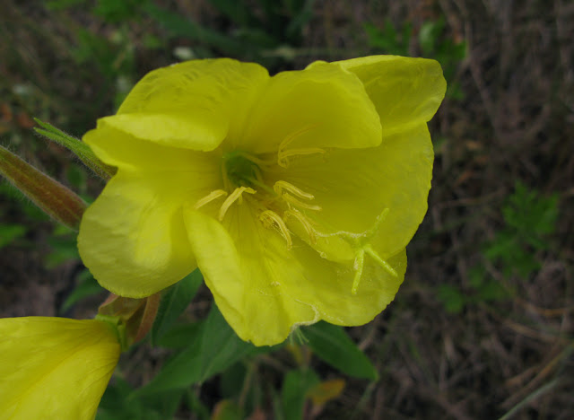 Flores y Palabras: Onagra de flores grandes