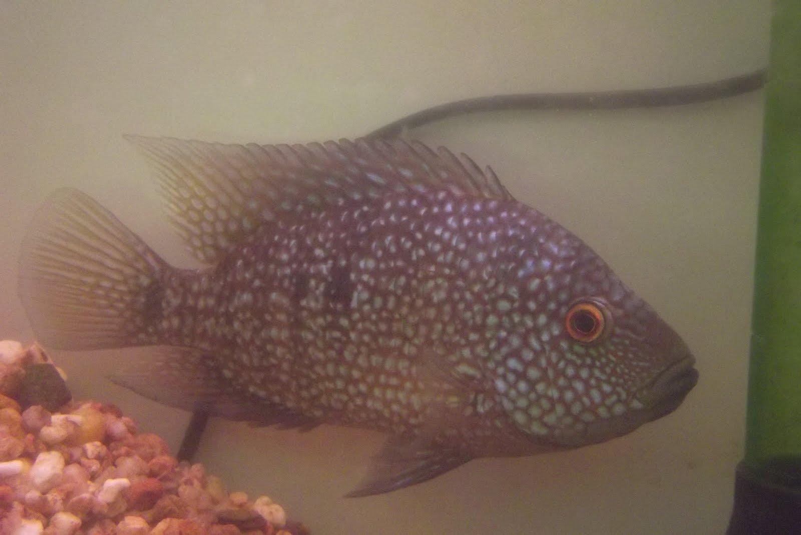 Ciclídeos BR: Texas Blue