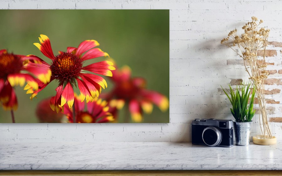 Lemon Yellow & Candy Apple Red Coneflower - Photography by Colleen ...