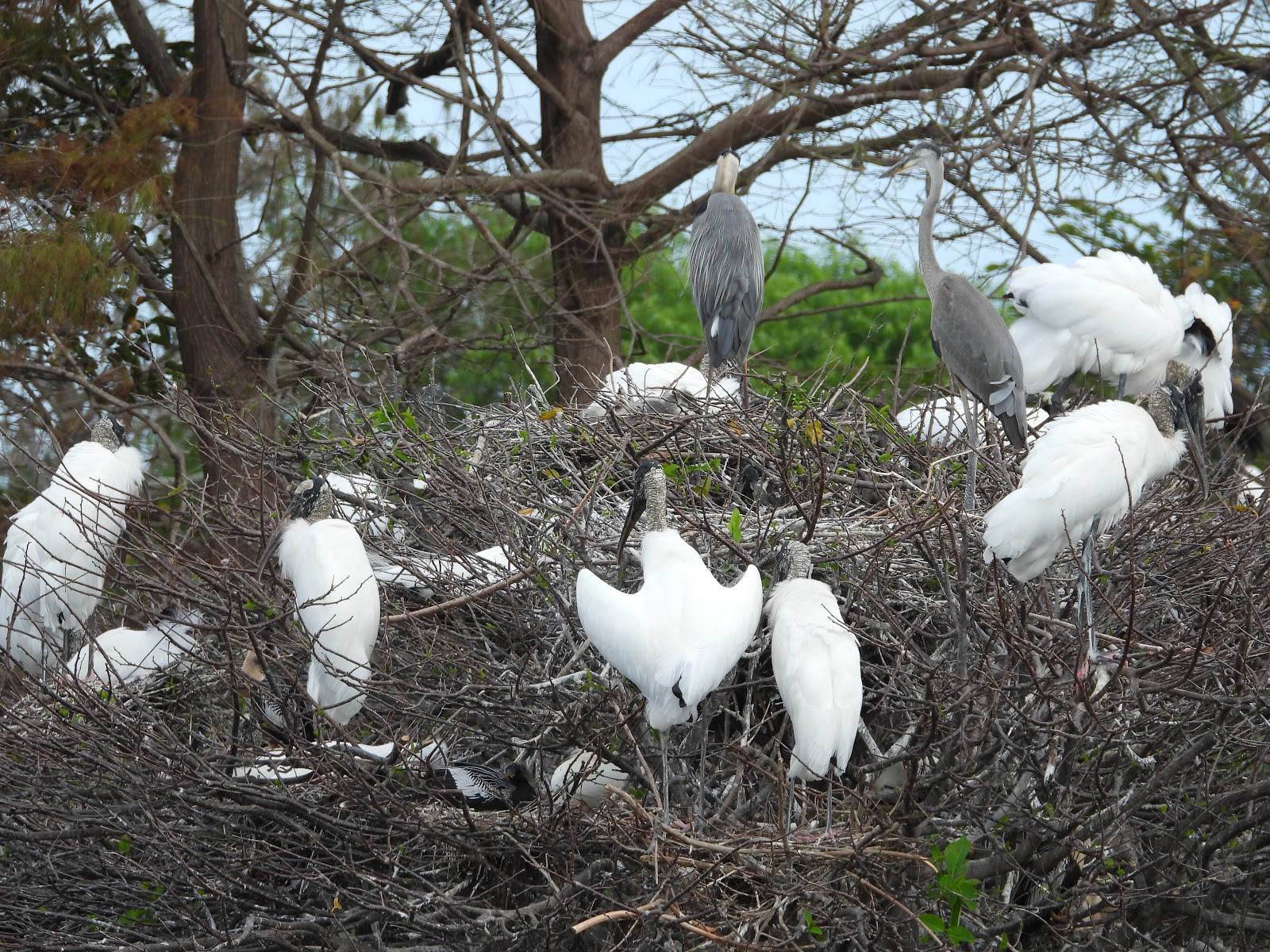 Bird & Travel Photos, Birding Sites, Bird Information: February 2019