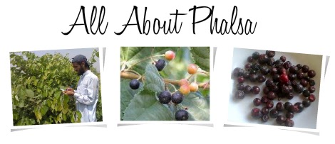 The Earth of India: All About Phalsa (Grewia asiatica)