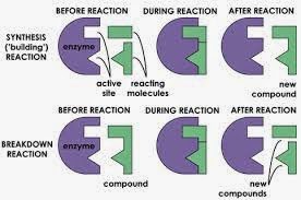 Mekanisme Kerja Enzim