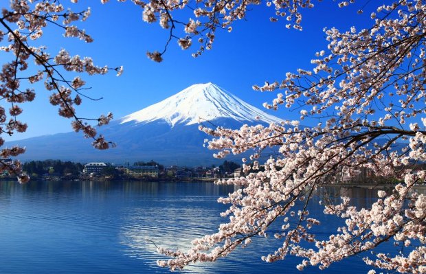 Sakura Senzen: Fuji Mountain