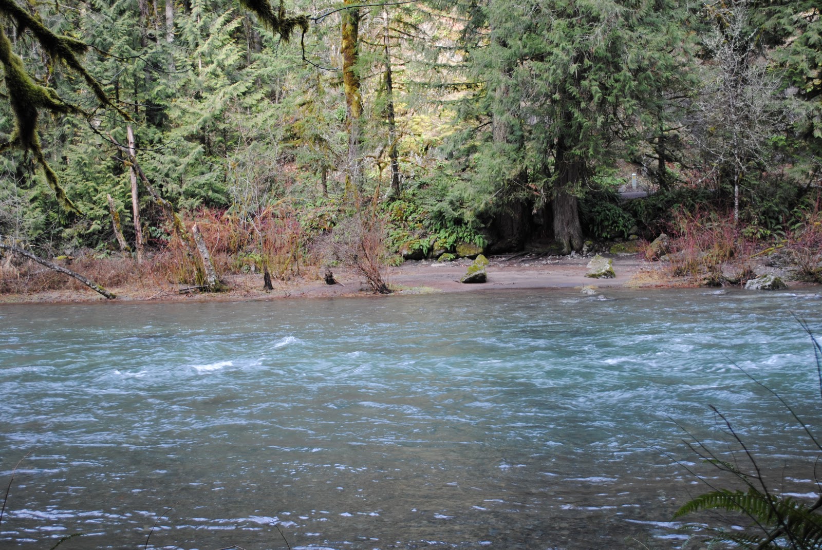 Black Watch Sasquatch: Eagle Fern Park - Estacada, Oregon