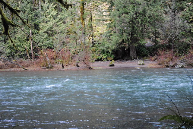 Black Watch Sasquatch: Eagle Fern Park - Estacada, Oregon