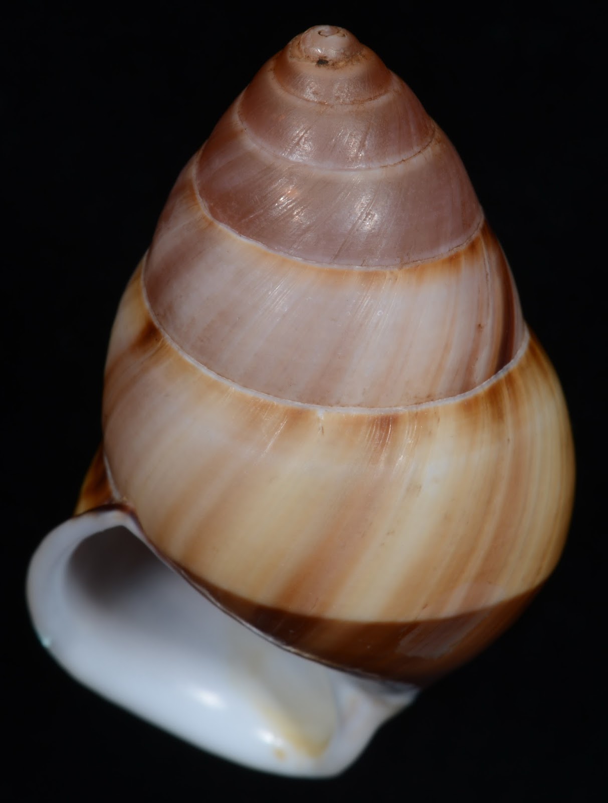 Dr. Lee's Gallery Museum: Amphidromus inversus annamiticus 45.11mm ...