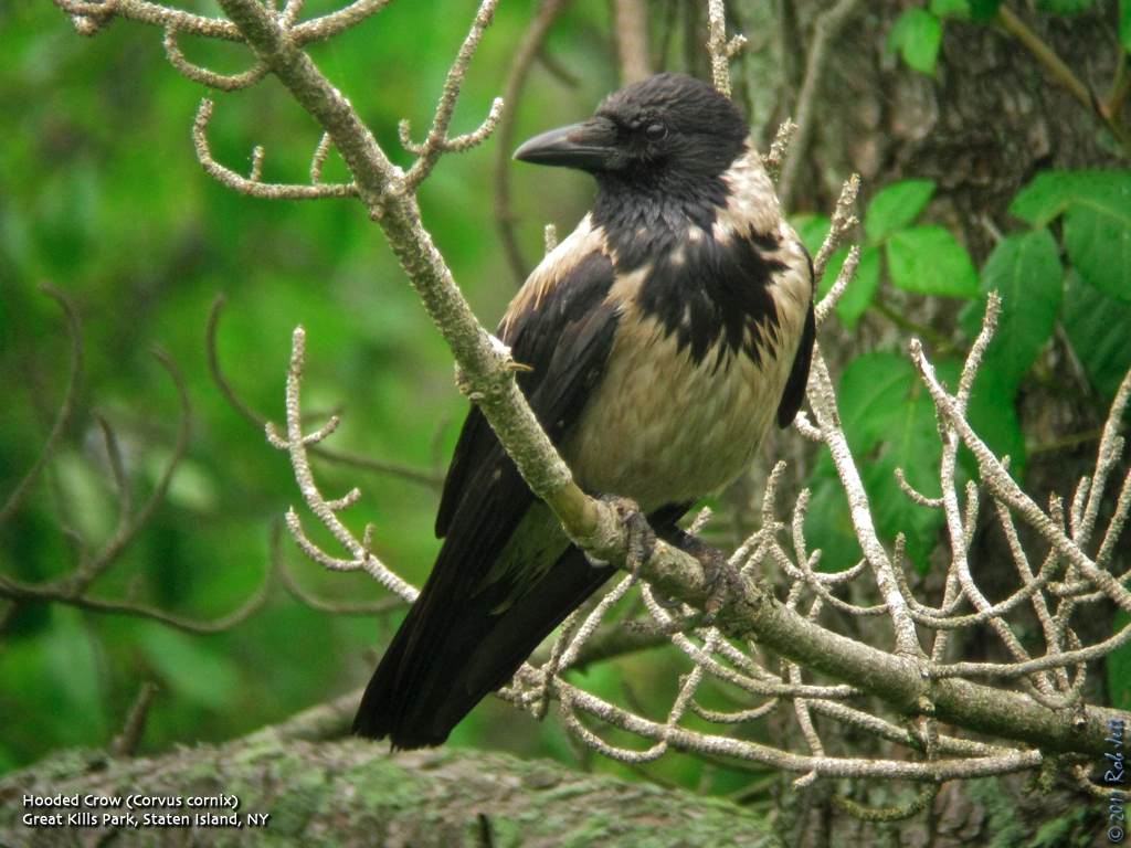 The City Birder: 06/01/2011 - 07/01/2011