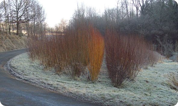 L'osier - et ses écureuils