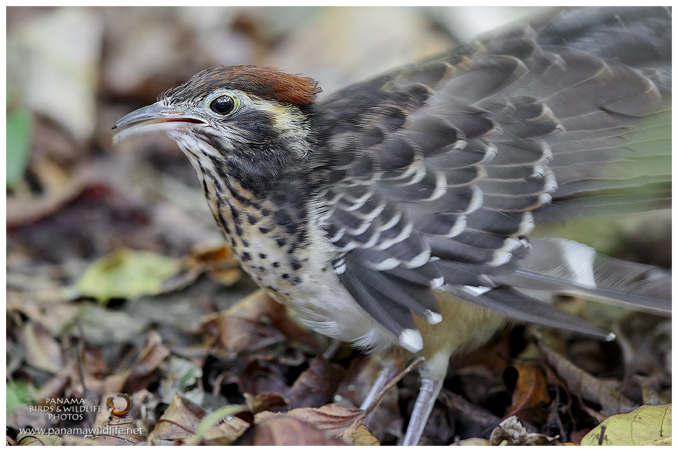 Featured species: Pheasant Cuckoo (Dromococcyx phasianellus) (pt. 2)