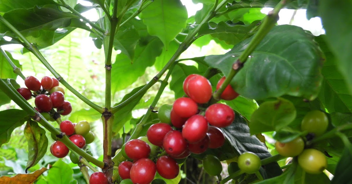 The Phytophactor: Coffee fruit