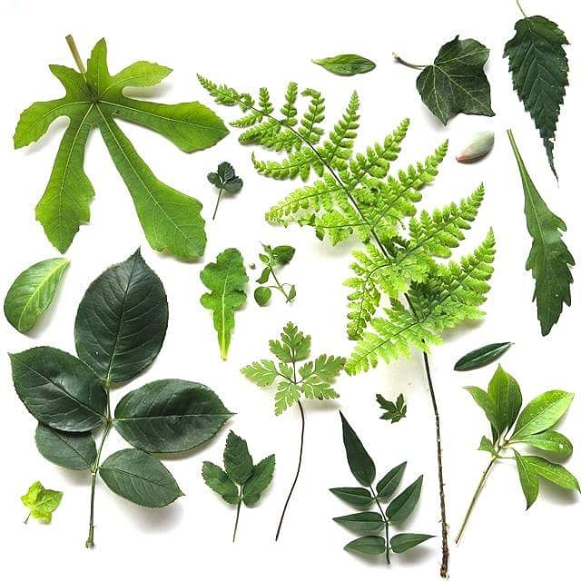 Moois van ' M(i)e': allemaal blaadjes!