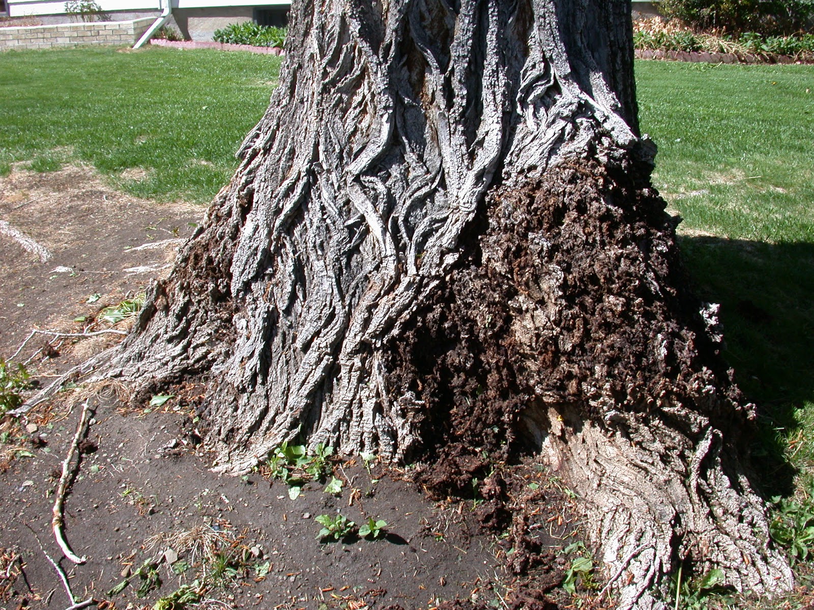 NMSU Plant Clinic: Featured Diagnosis: Crown Gall (Agrobacterium ...