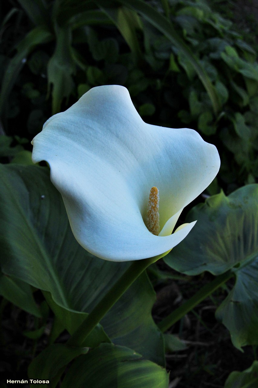 Flora Bonaerense: Cala (Zantedeschia aethiopica)