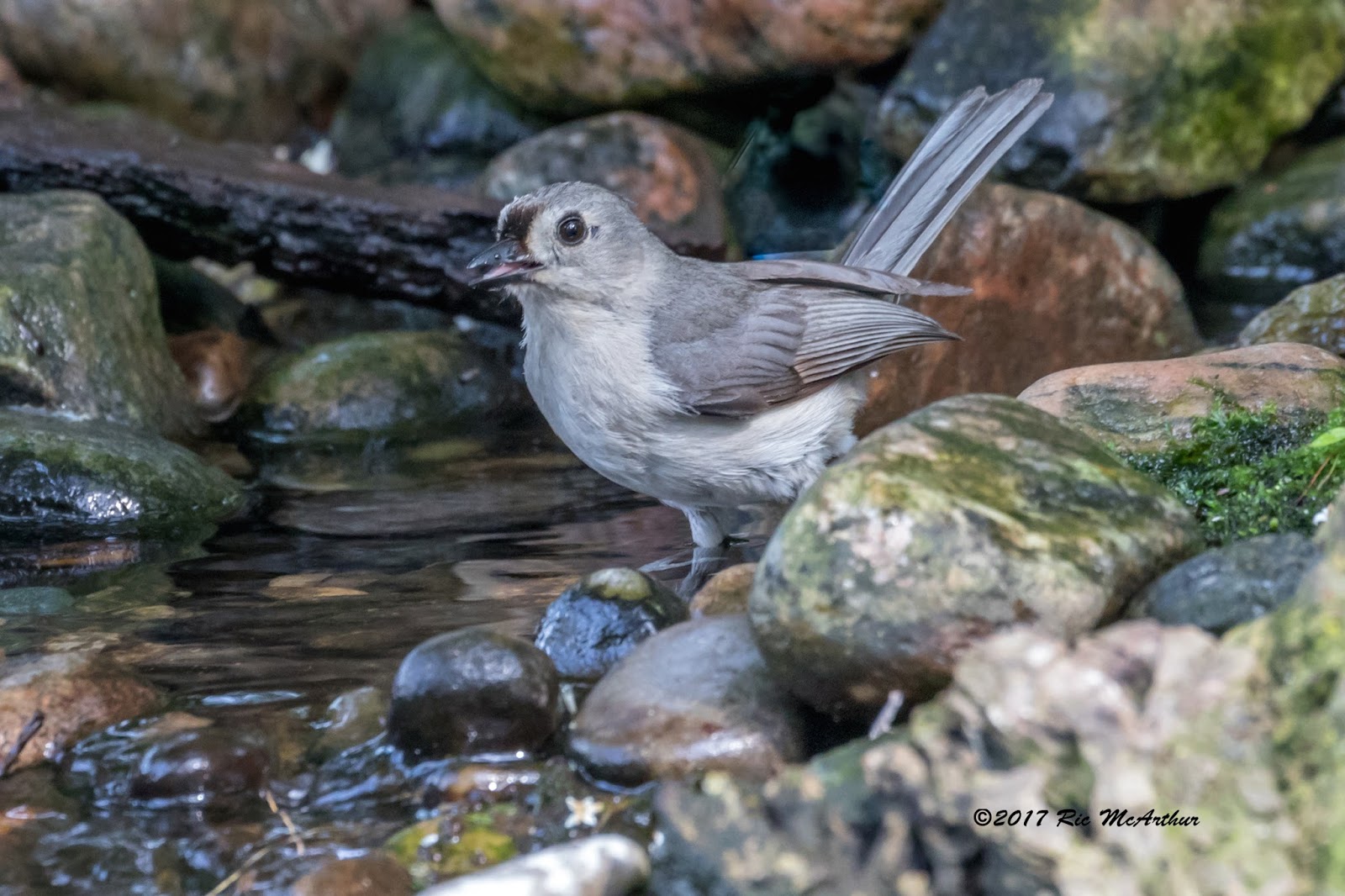 Tufted titmouse.