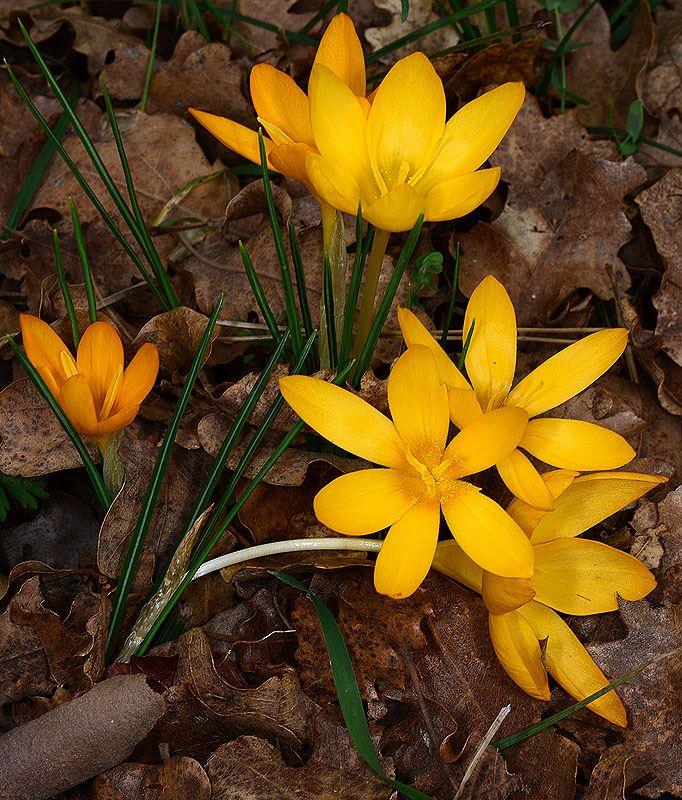 Flora Attica: Crocus flavus subsp. atticus