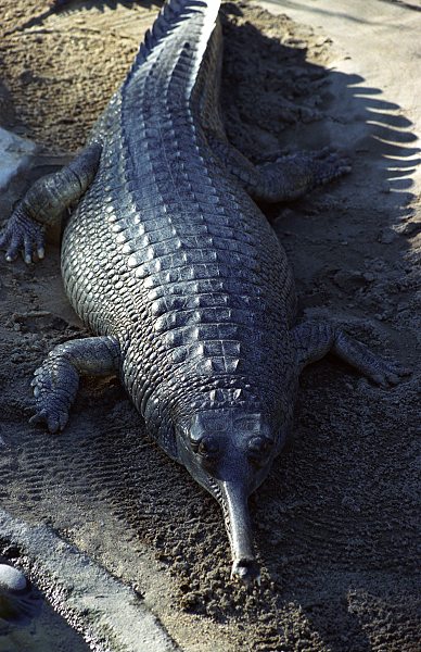 Natureza Extrema: Conheça o Gavial