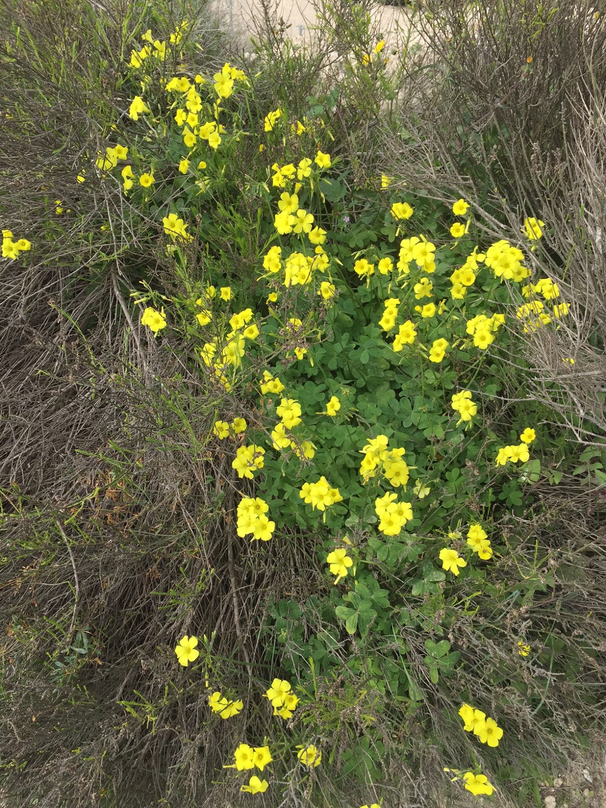Rambla Salada (Fortuna/Murcia): Flora de Rambla Salada: agrillos