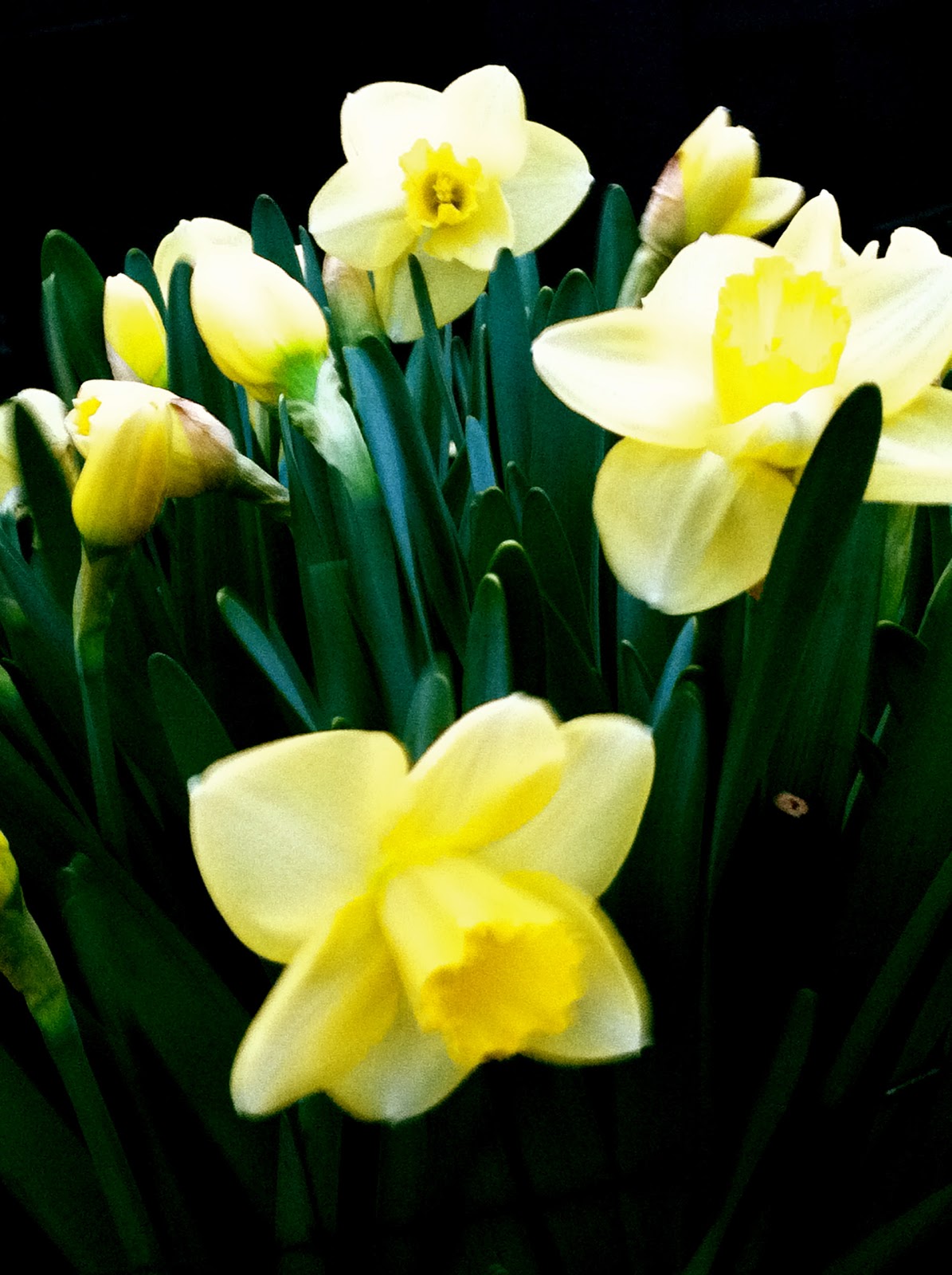 Billie's Blog: All Things Yellow...