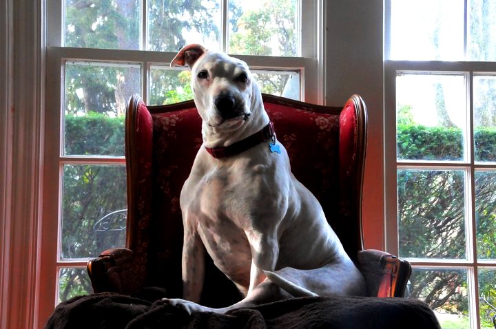 Silêncios que Falam: Oogy - Larry Levin