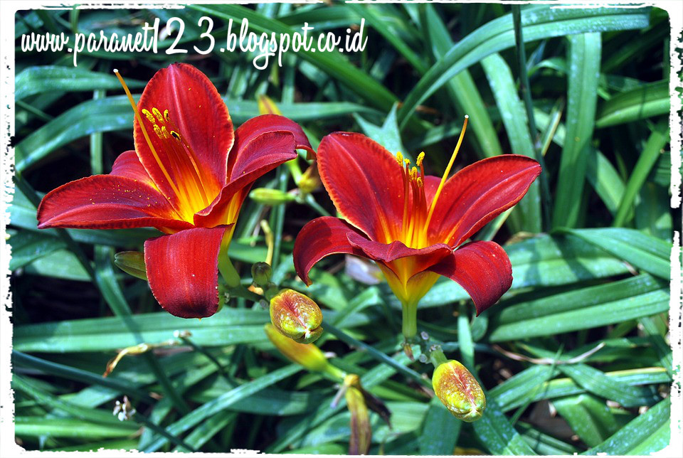 Tips Budidaya Bunga Lily - LC Plastik