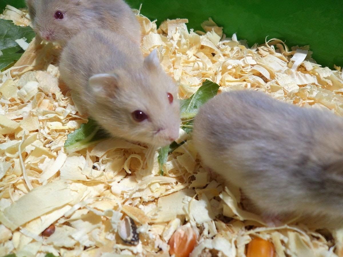 Hamstercitos :3: Variedad Cromática en los Hamsters Rusos