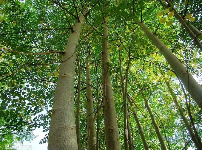 MyRokan: Interesting Things About Moringa Oleifera