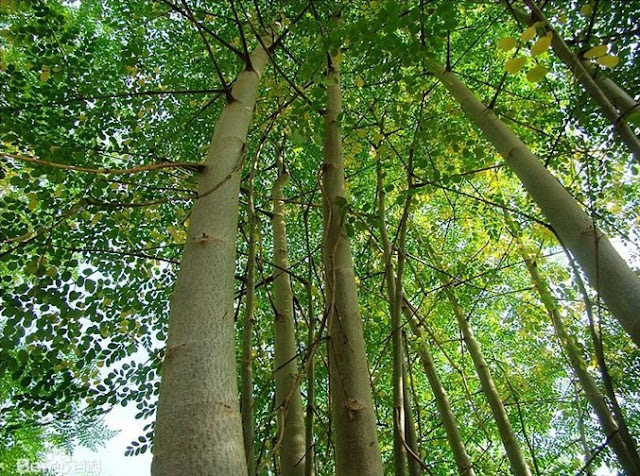 Perkara Menarik Mengenai Kacang Kelo - Moringa Oleifera |MyRokan