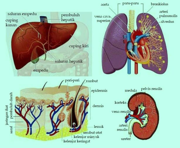 Sistem Pengeluaran (Ekskresi) Pada Manusia