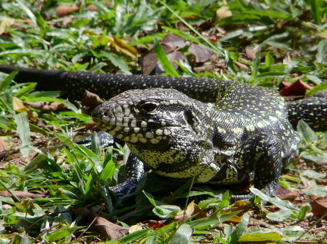 VIDA SELVAGEM: Teiú