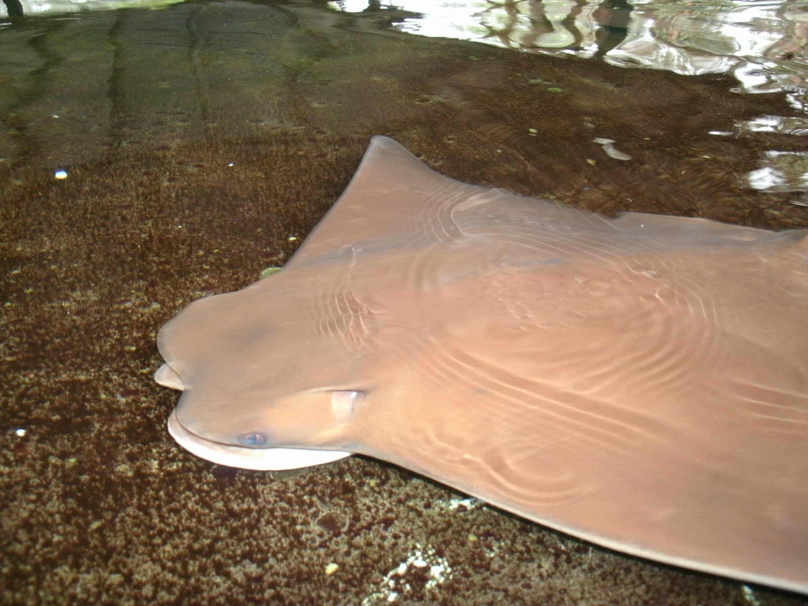 Lu and B: Two With Nature: Cownose Rays