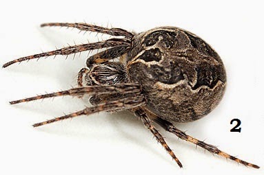 In Birdy's Eyes:: Portuguese: Top 15 Unique e Spiders estranhos